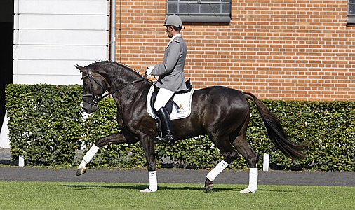 2019 Filly by Dannebrog – Uinta Sporthorses